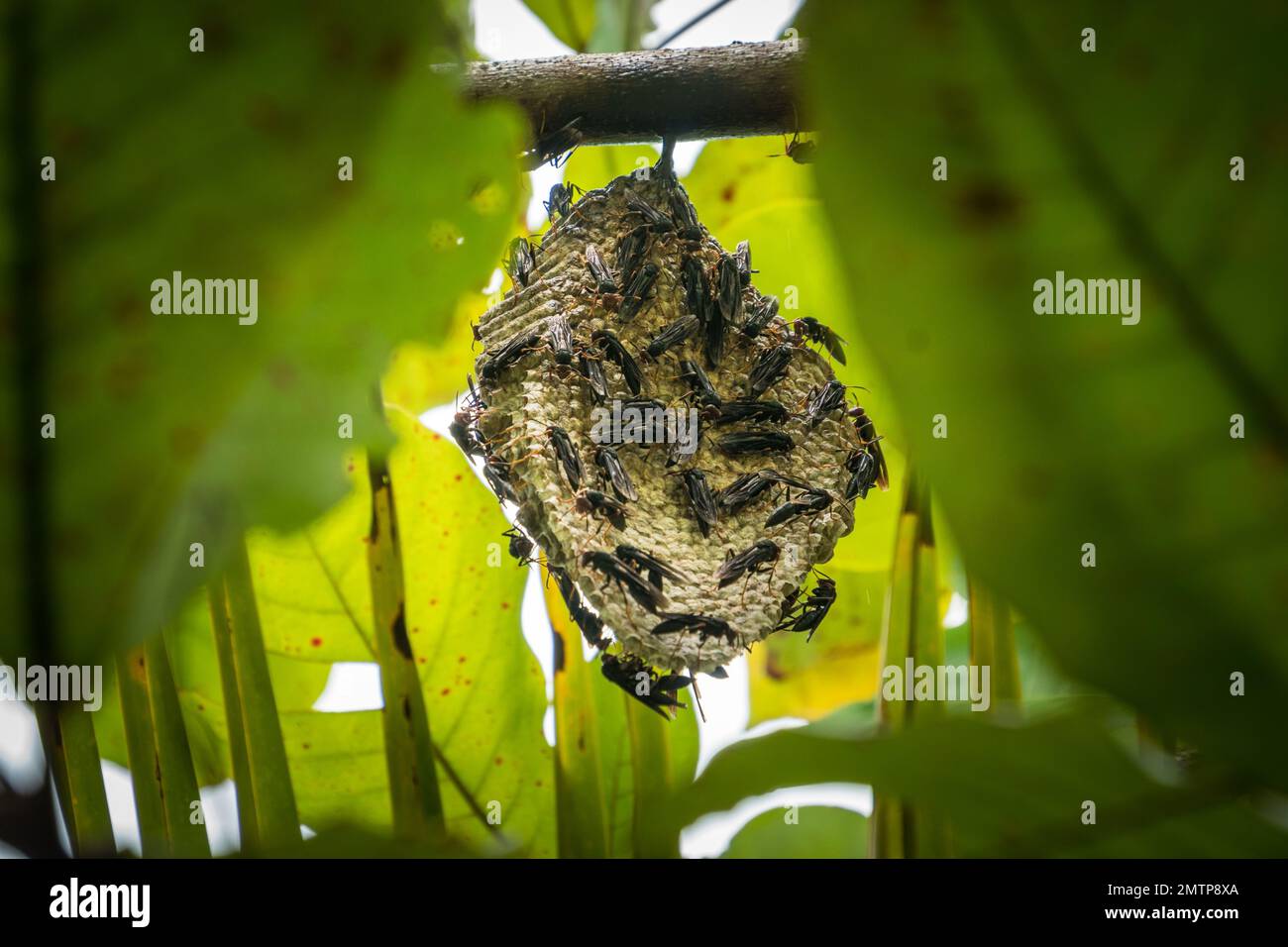 Hanging bees hi-res stock photography and images - Alamy