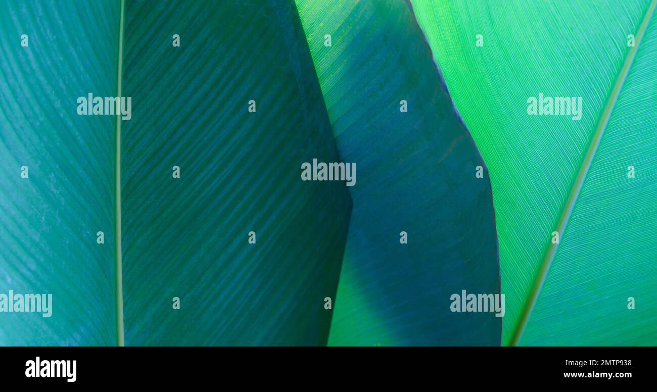 exotic tropical botanical background fresh emerald green leaves plant ...
