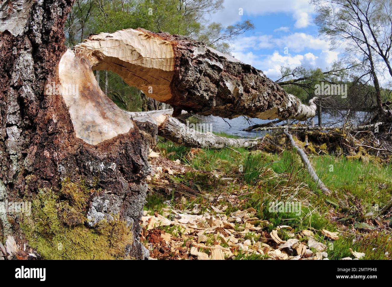 European Beaver, felled silver birch tree at the Aigas Field Studies ...