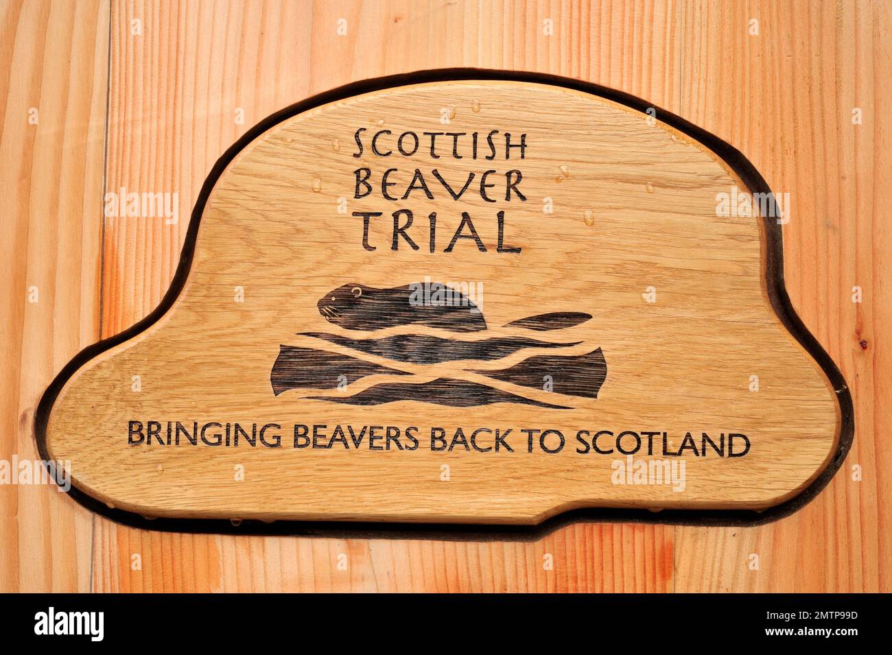 Scottish beaver trail hi-res stock photography and images - Alamy