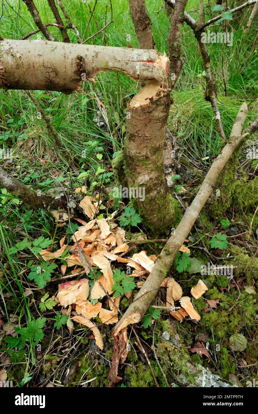 Willow tree felled by reintroduced European Beaver (Castor fiber) by ...