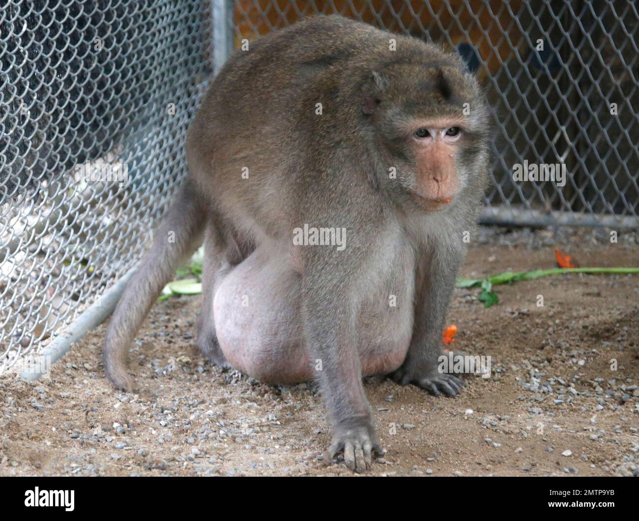 A wild obese macaque named "Uncle Fat," who was rescued from a Bangkok ...