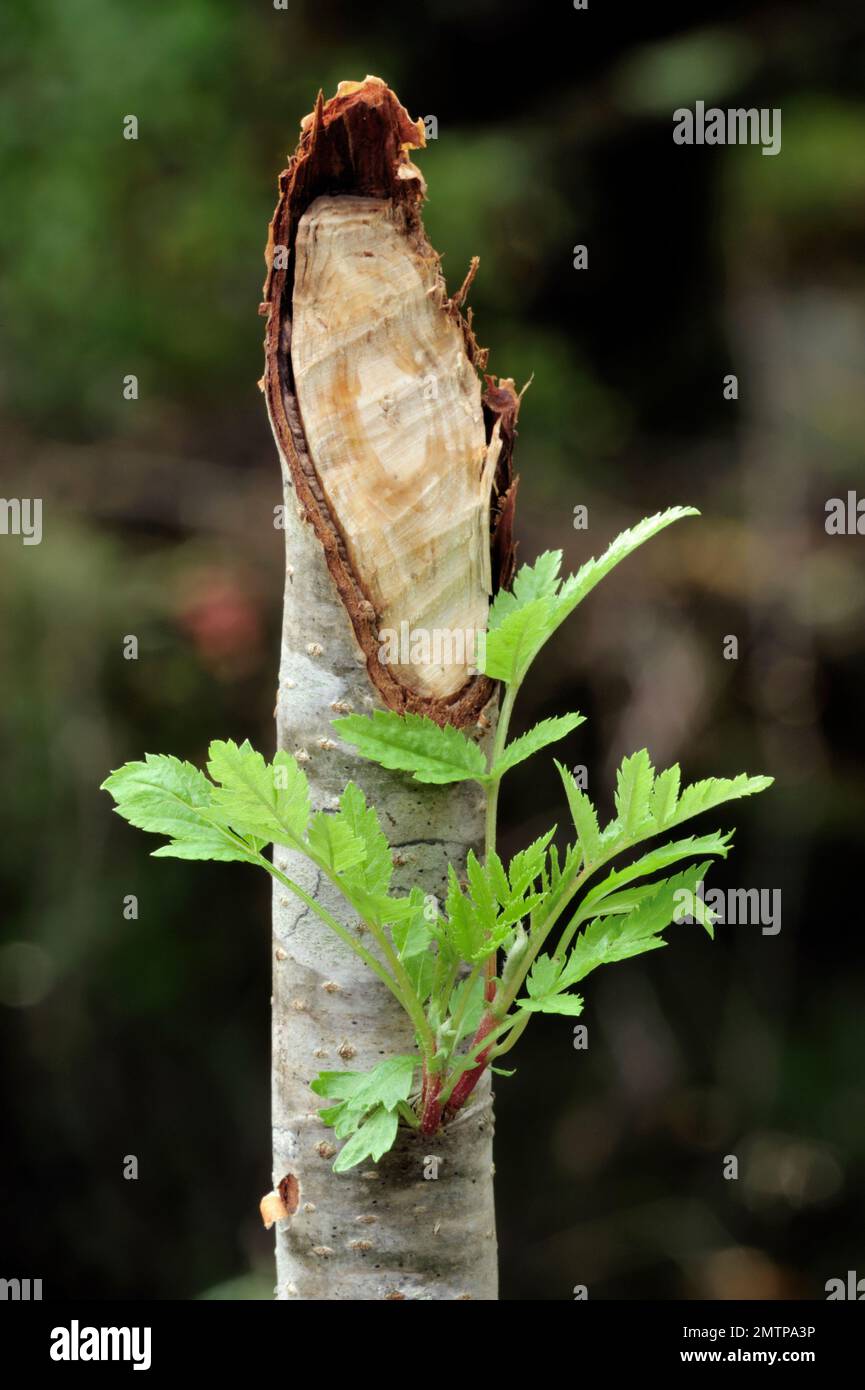 Tree regeneration hi-res stock photography and images - Alamy