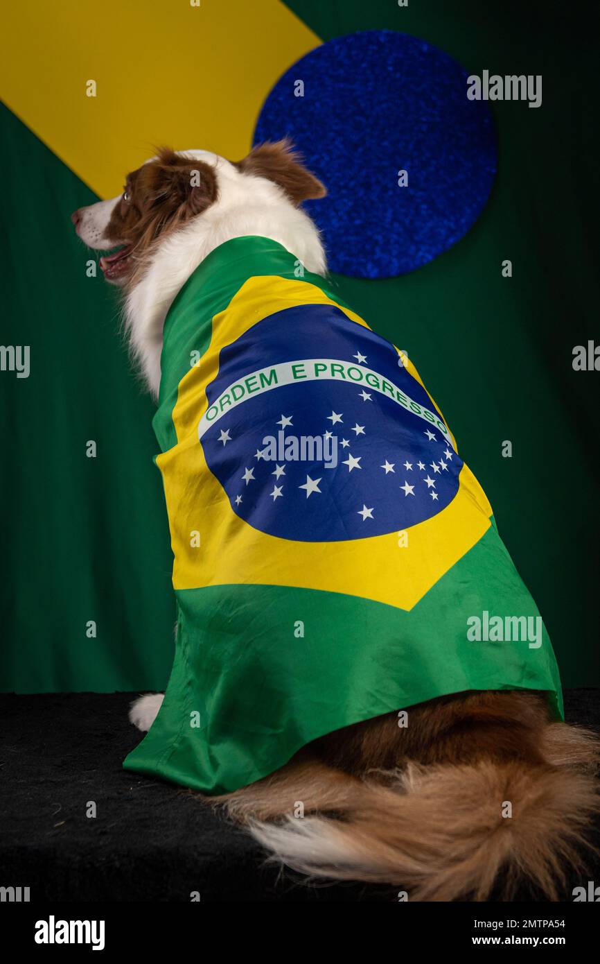 A cool Border Collie dog covered with a flag of Brazil supporting ...