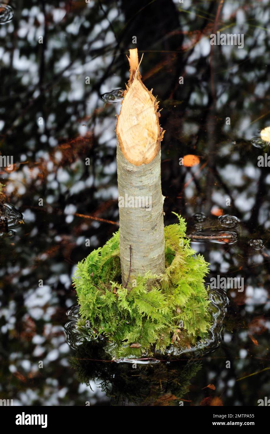 Rowan sapling felled by european beaver (Castor fiber), Knapdale ...