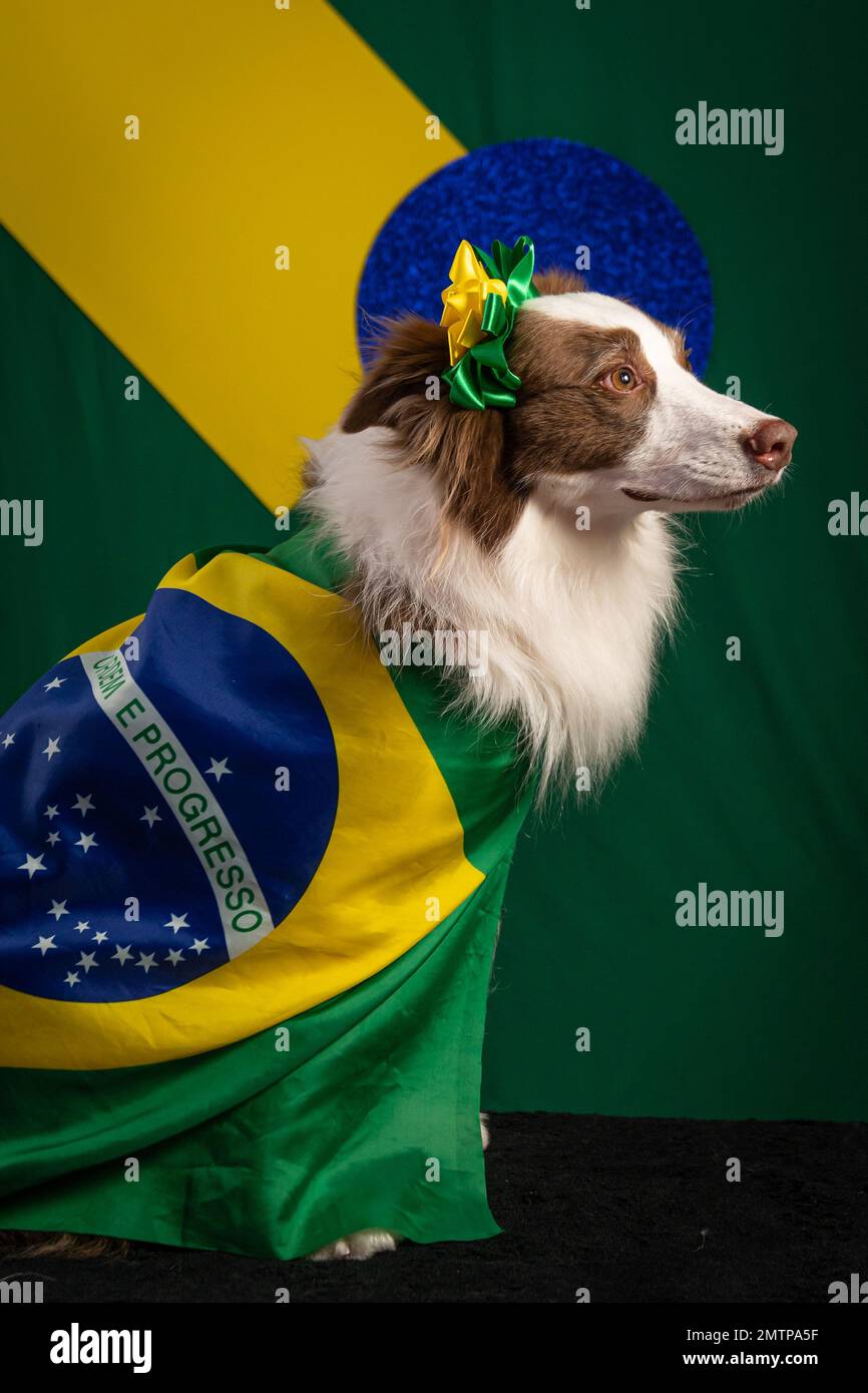 A cool Border Collie dog covered with a flag of Brazil for soccer world ...