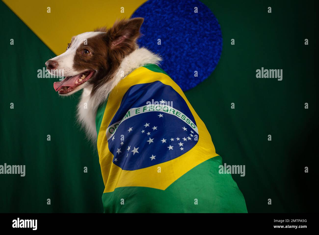 A cool Border Collie dog wearing the flag of Brazil supporting soccer ...