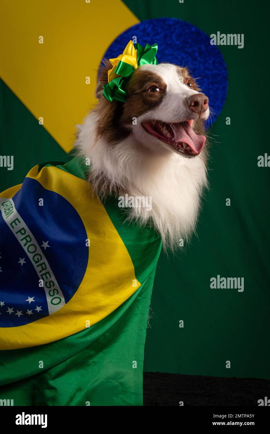 An adorable Border Collie dog covered with a flag of Brazil for soccer ...