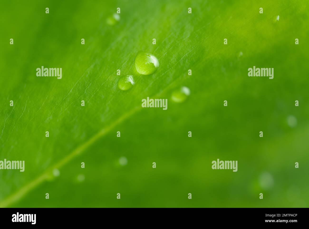 close up macro dew water drop on fresh green leaves blur background ...