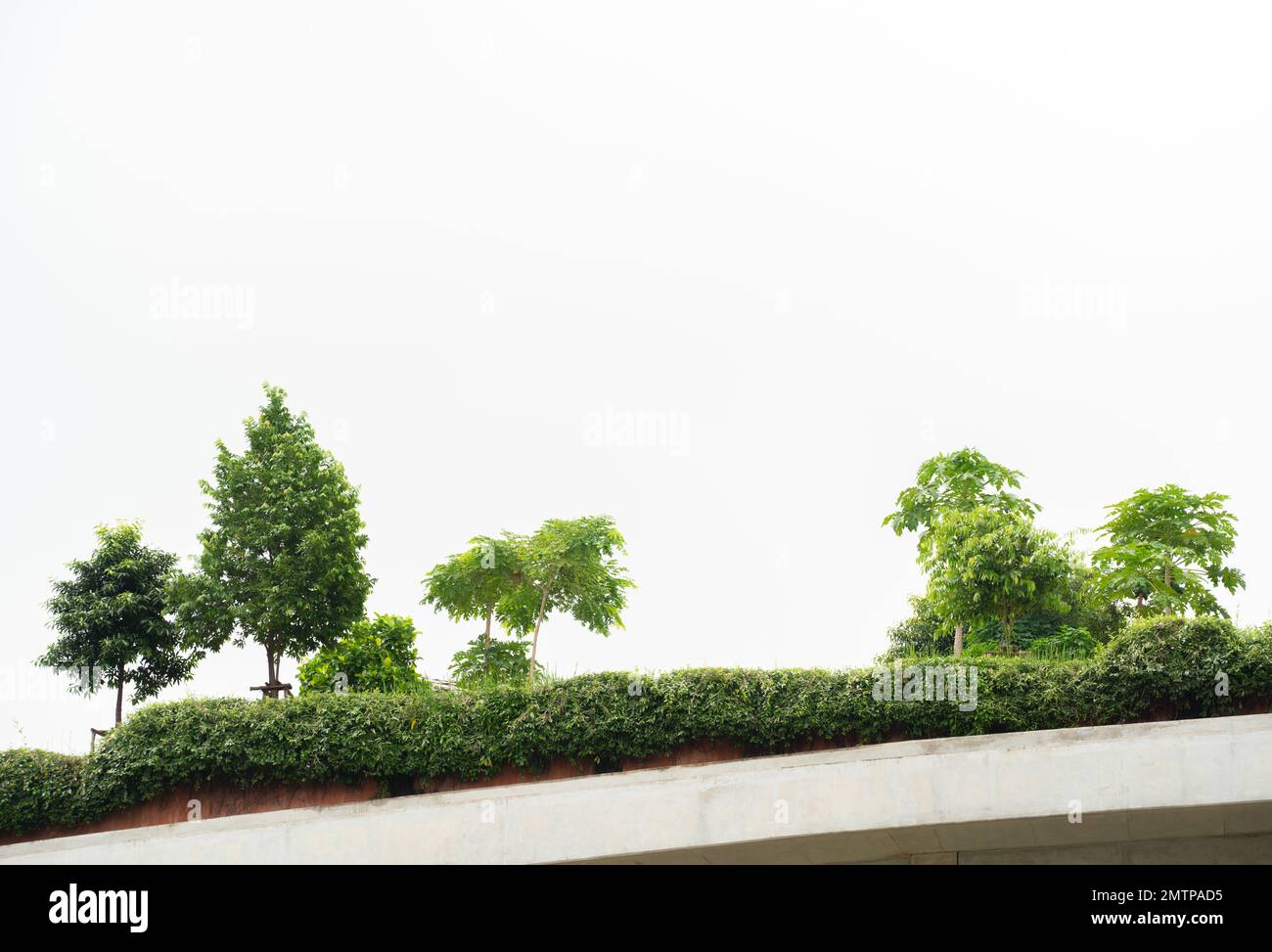 fresh tree garden landscape exterior on rooftop modern building with ...