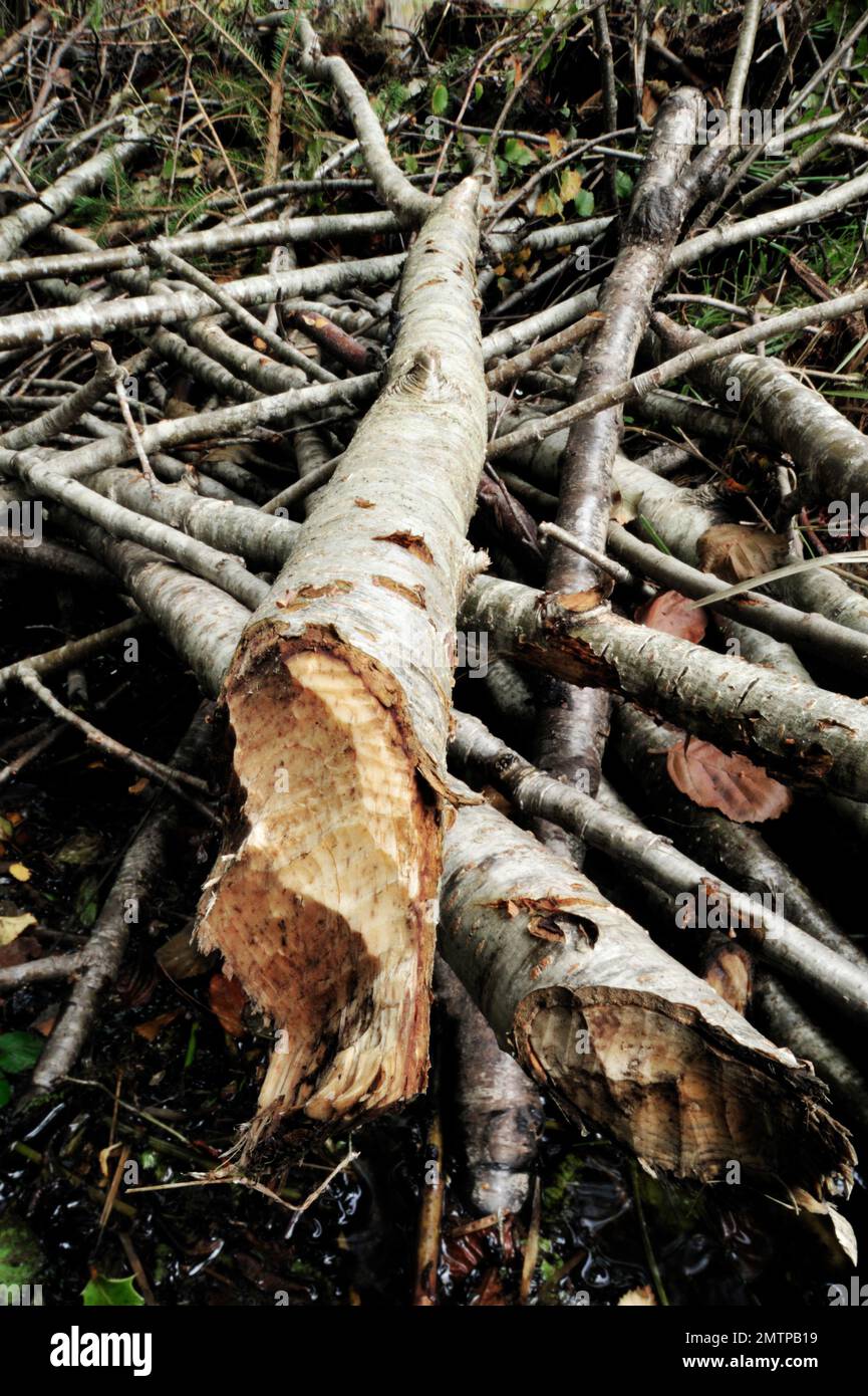 Rowan sticks felled by european beaver (Castor fiber) and used in dam ...
