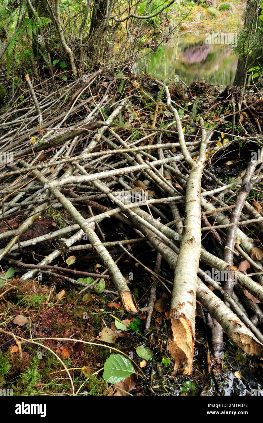 Rowan sticks felled by european beaver (Castor fiber) and used in dam ...