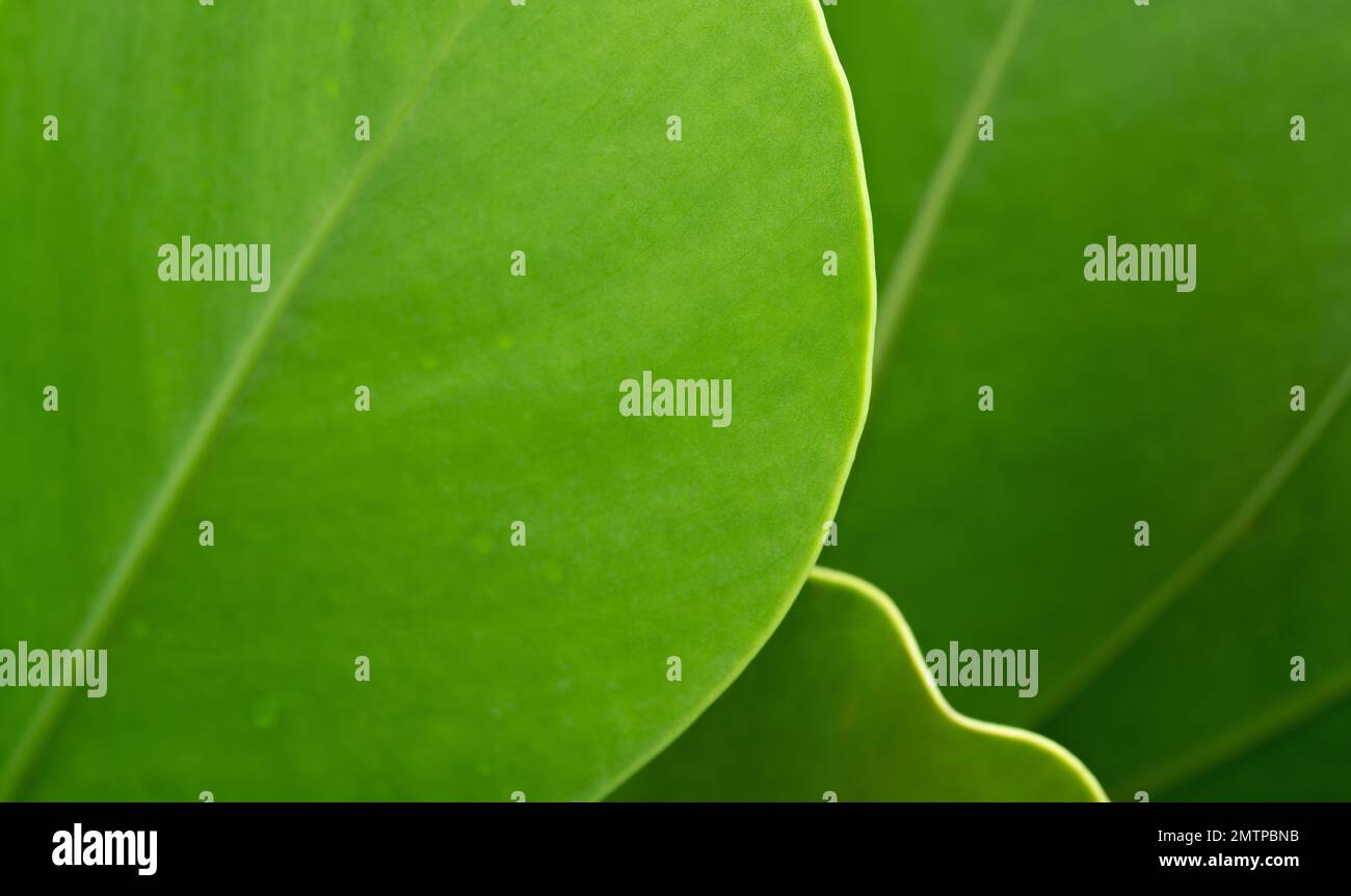 close up macro abstract curve line edge of tropical botanical ...