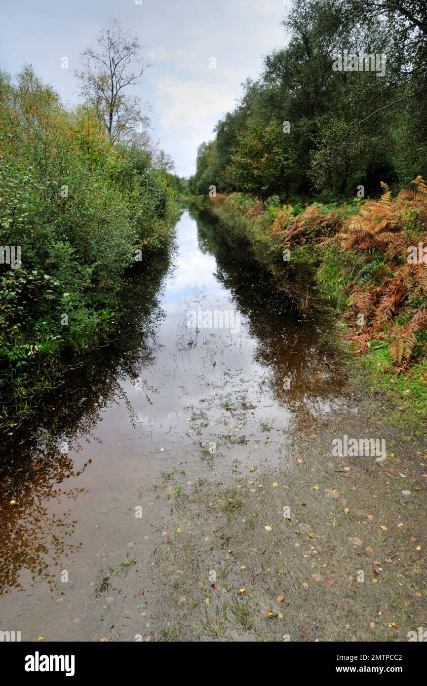 Forestry track by Loch Coille-Bharr flooded by european beaver (Castor ...