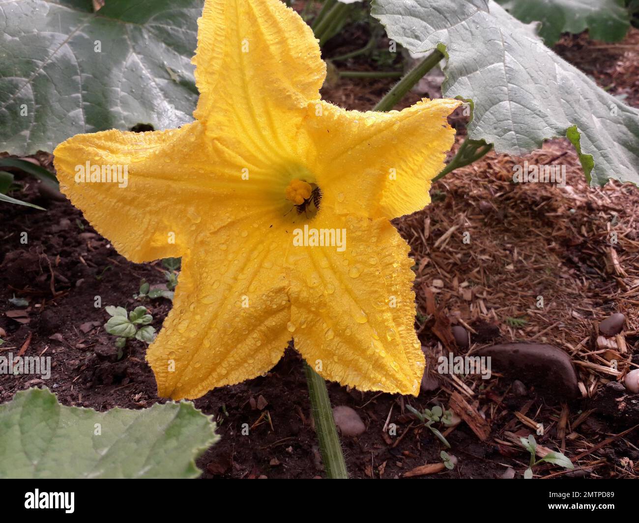Densely packed flower beds full of decorative plants hi-res stock ...