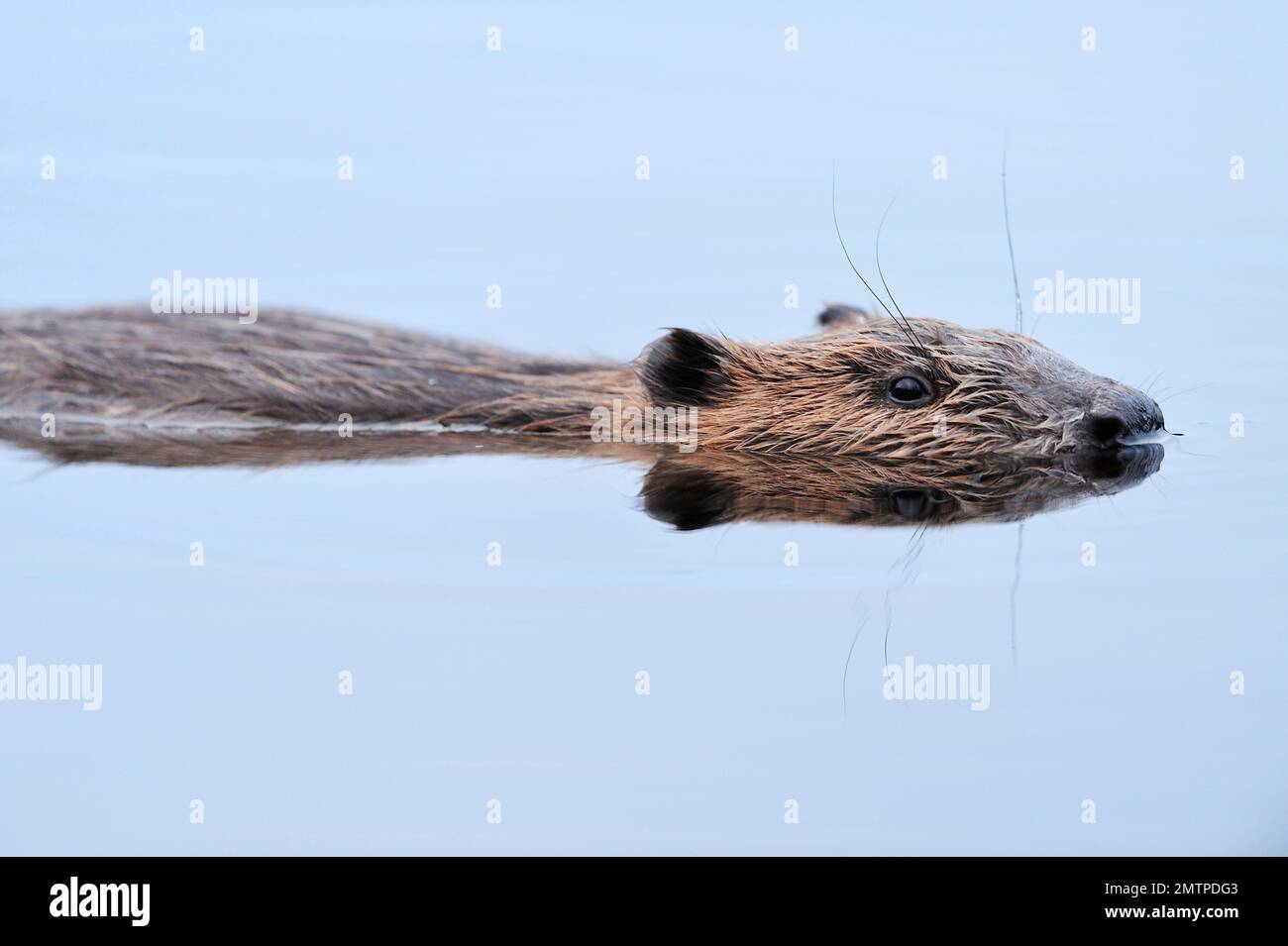 European Beaver (Castor fiber) adult floating motionless on the surface ...