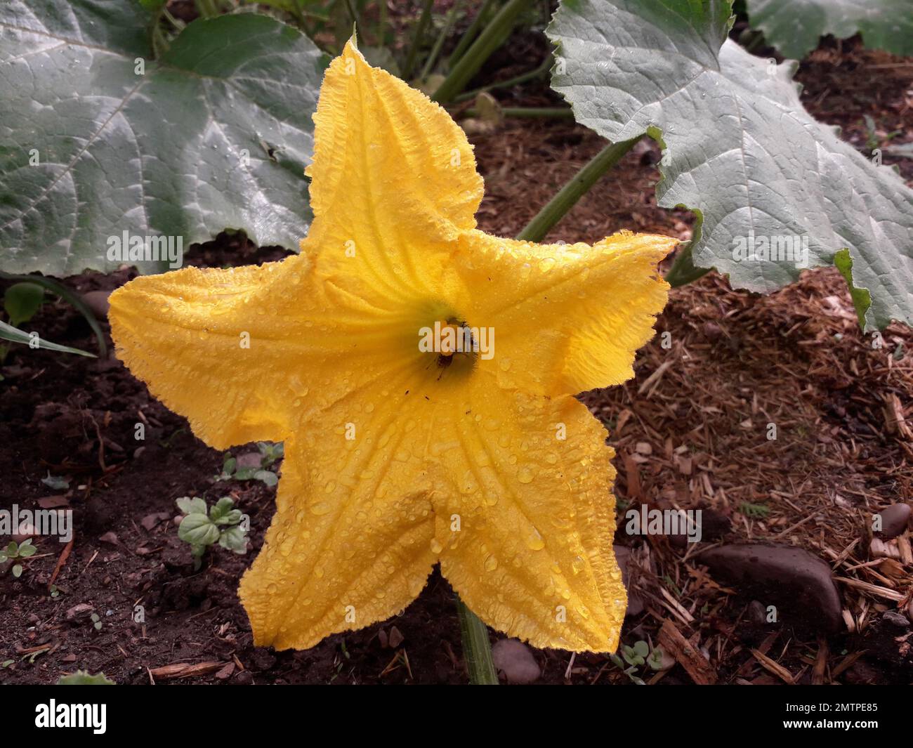 Allotment scenic hi-res stock photography and images - Alamy
