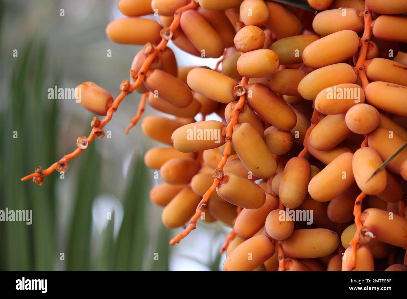 A closeup of seeds of Date palm Stock Photo - Alamy