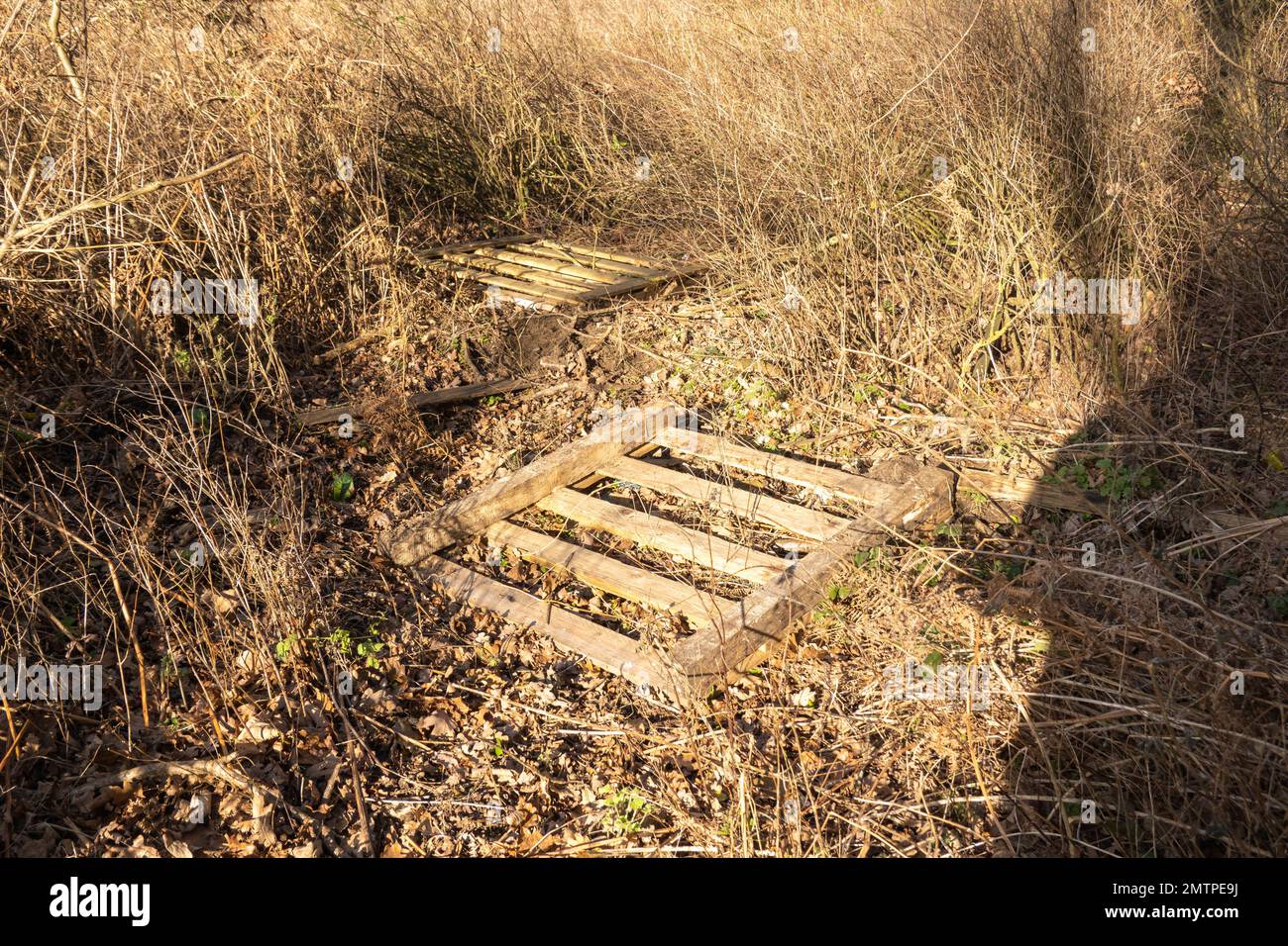 Wooden pallets dumped in countryside in Norfolk countryside Stock Photo ...