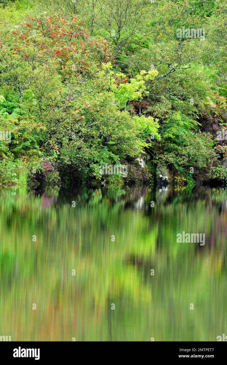 Loch Coille-Bharr, part of site of European Beaver (Castor fiber ...