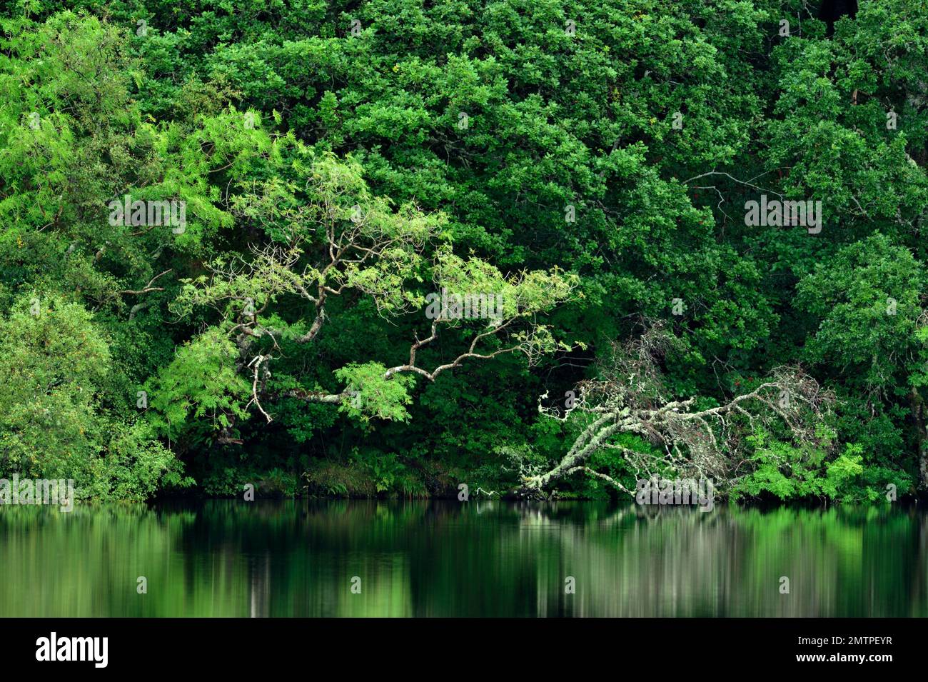 Loch Coille-Bharr, part of site of European Beaver (Castor fiber ...