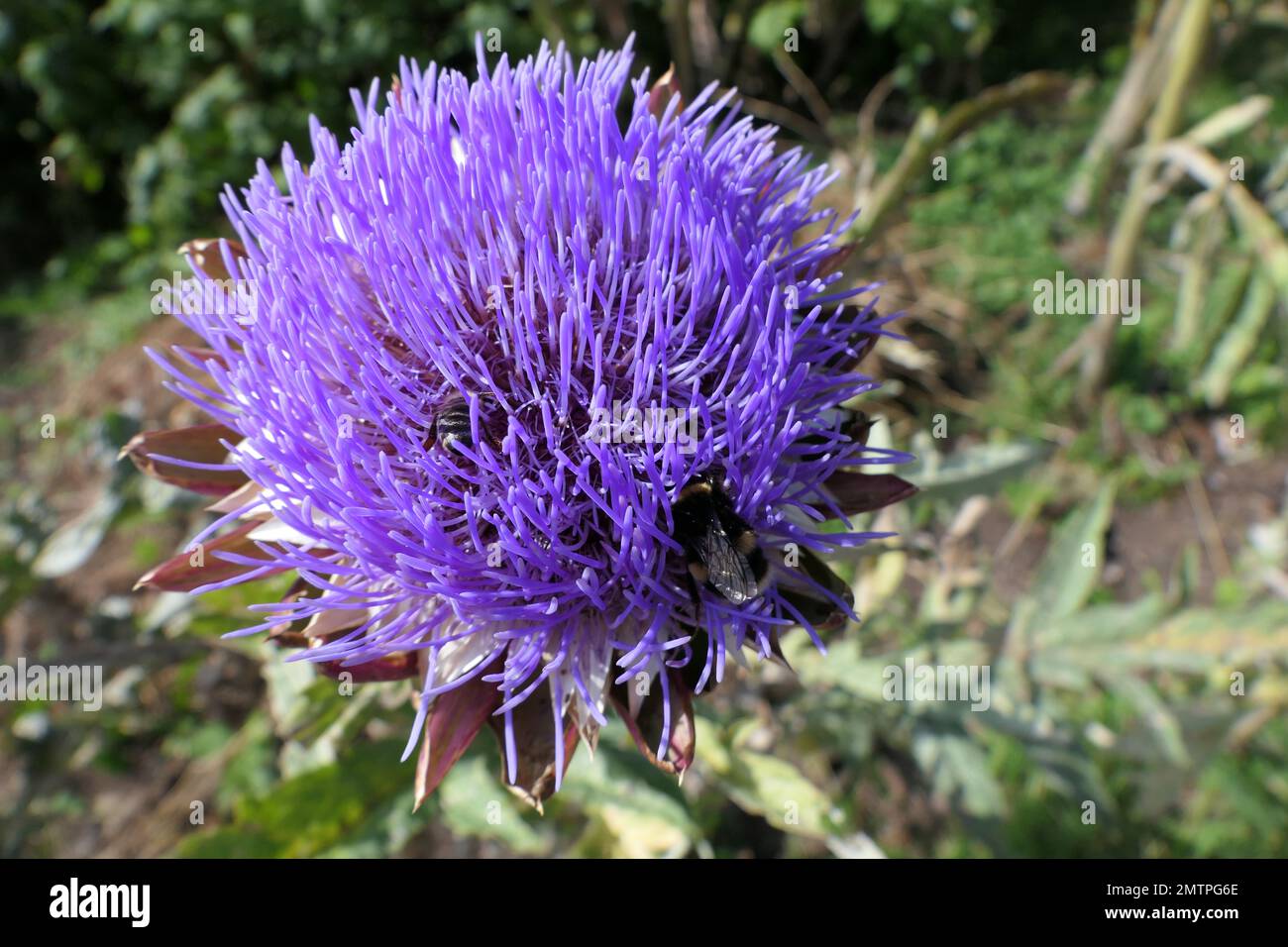 Allotment land hi-res stock photography and images - Alamy