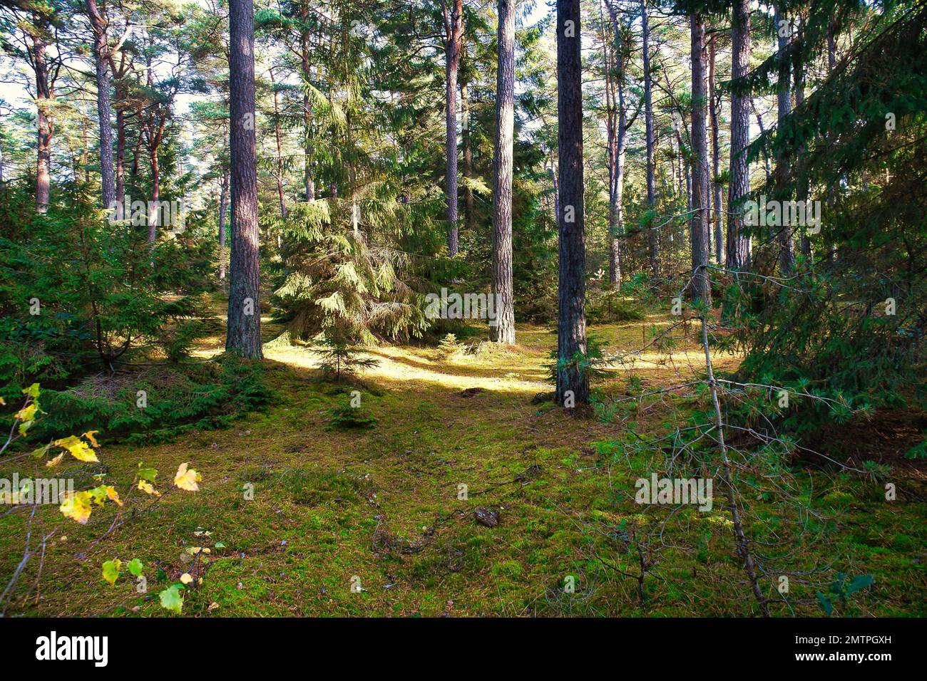 The tall tree trunks captured in a dense forest with glimpses of ...