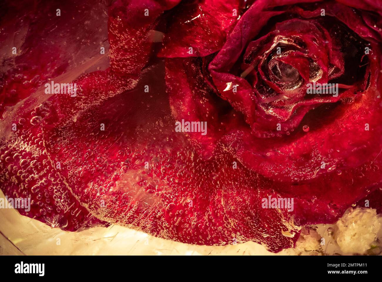 Beautiful flower frozen ice hi-res stock photography and images - Alamy