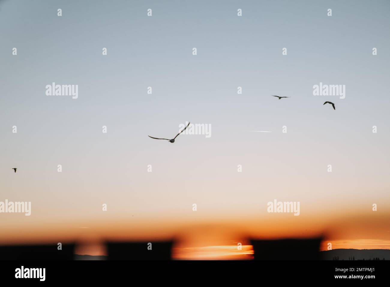 An aerial view of birds during sunset Stock Photo - Alamy