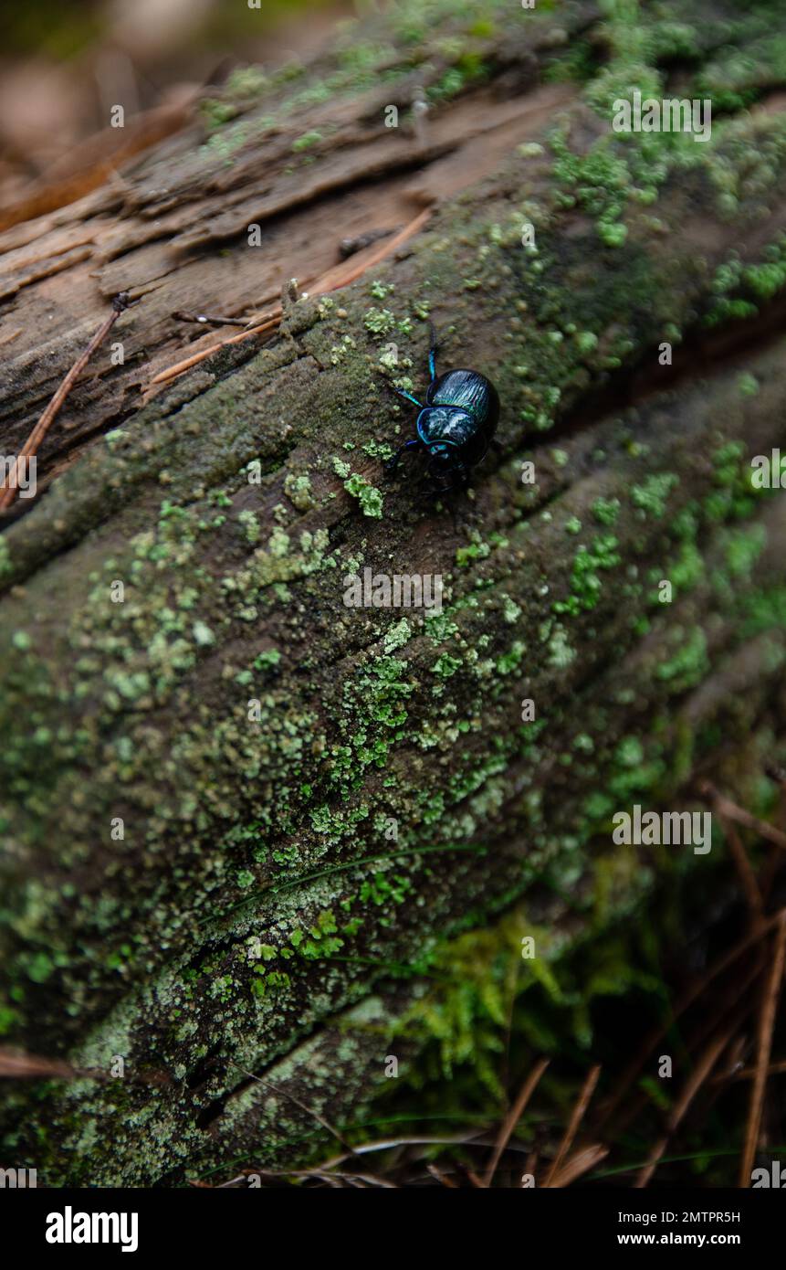 A metallic dor beetle (Anoplotrupes stercorosus) crawling on a tree ...