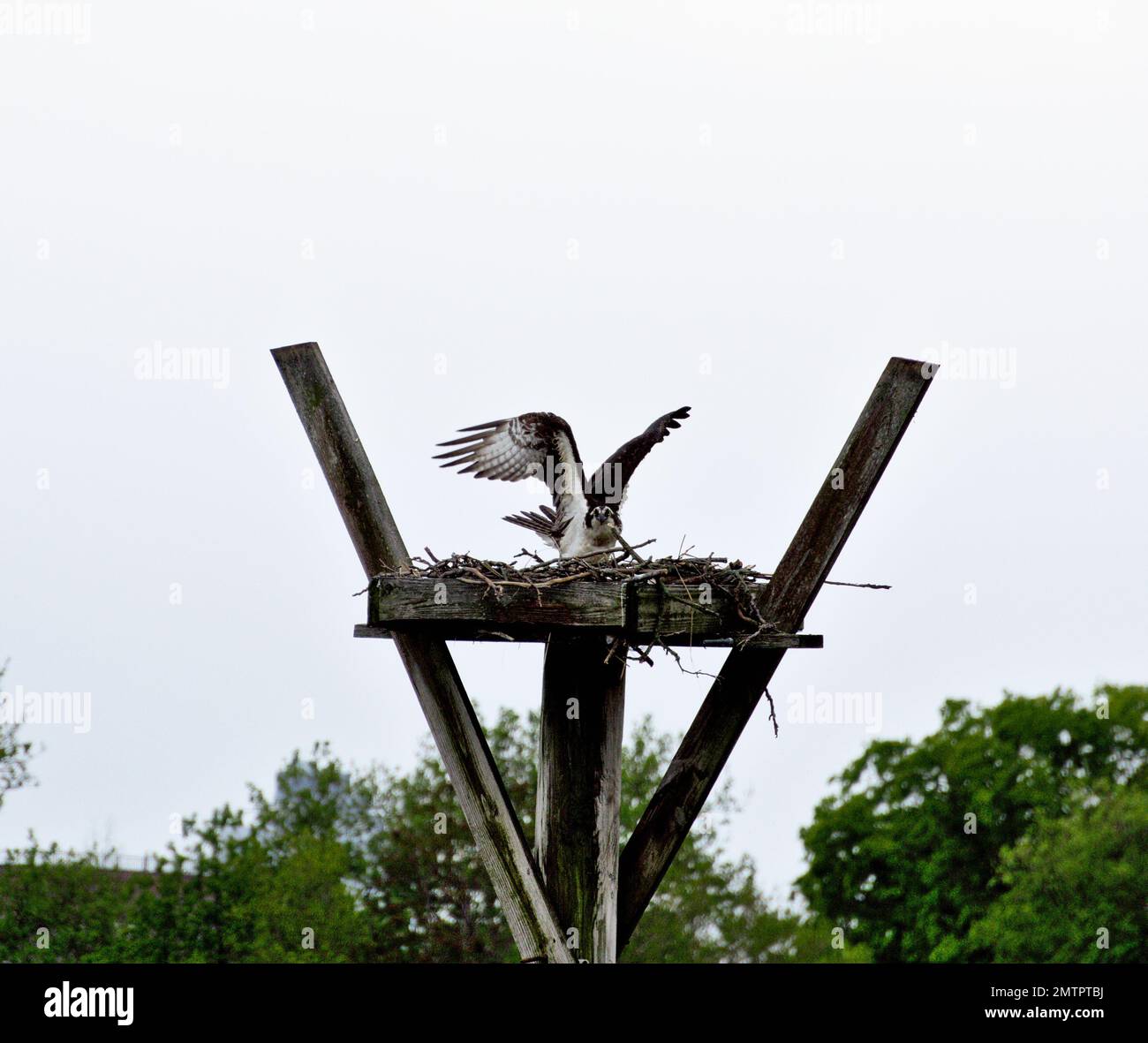 A Peregrine Falcon bird landing on its nest atop a wooden post Stock Photo - Alamy