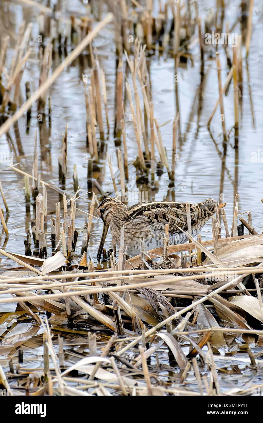 Common snipe wetland habitat hi-res stock photography and images - Alamy