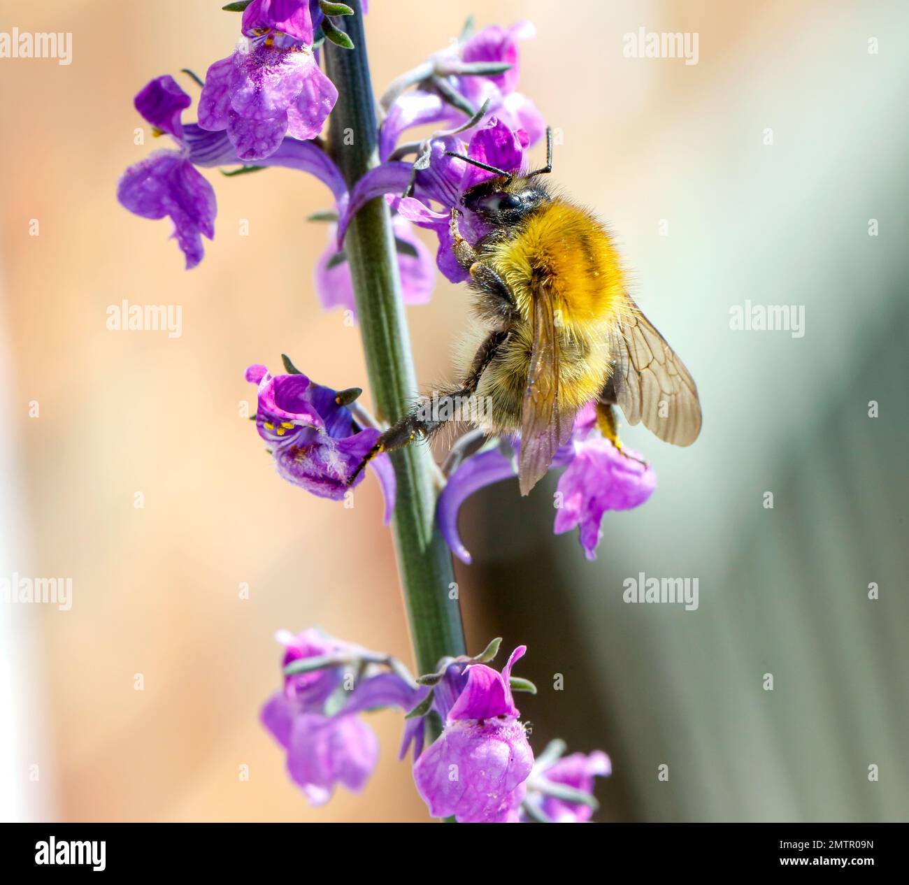 Pollen collecting on bee hi-res stock photography and images - Alamy
