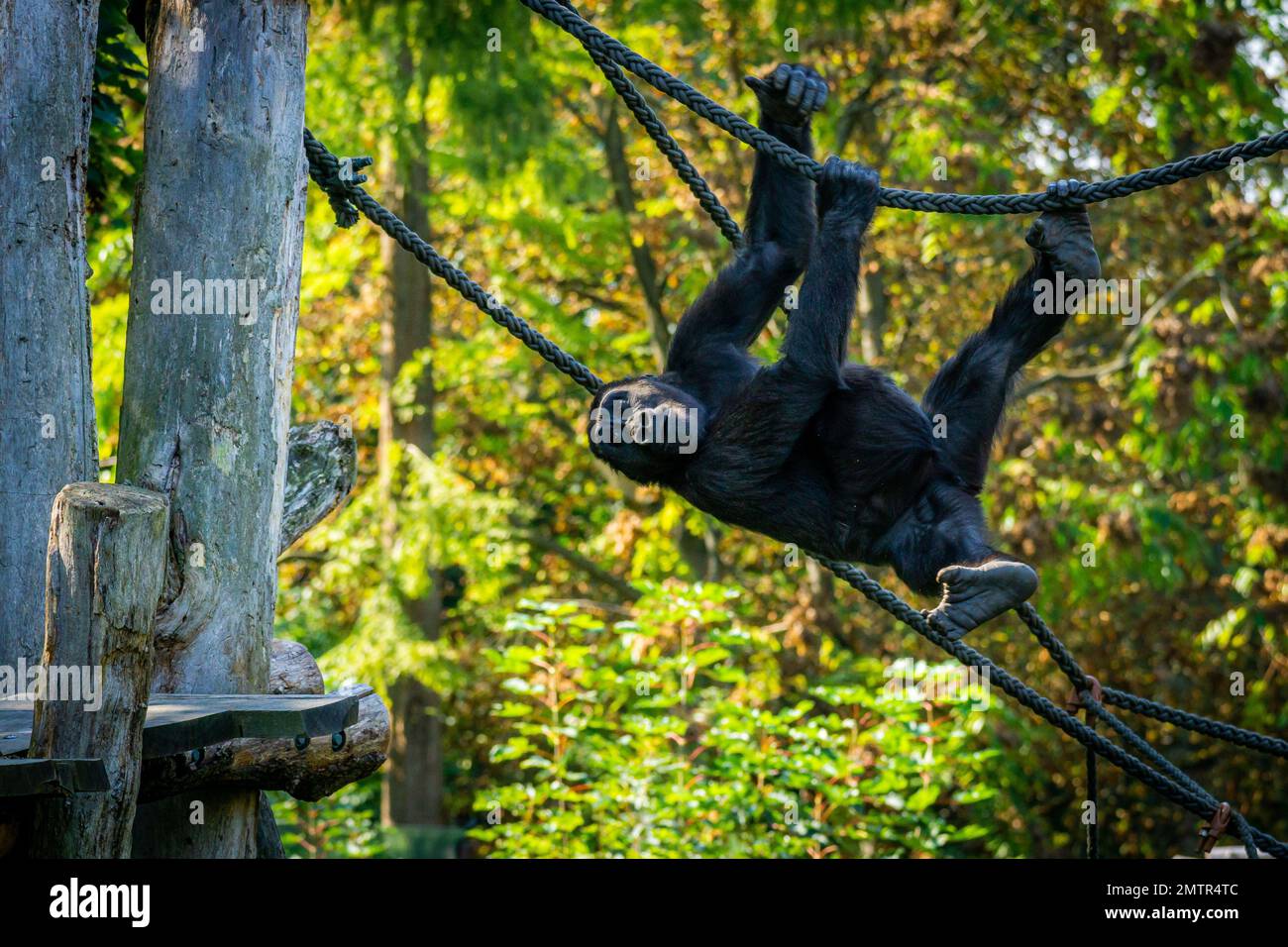 A closeup of an ape hanging on a rope Stock Photo - Alamy