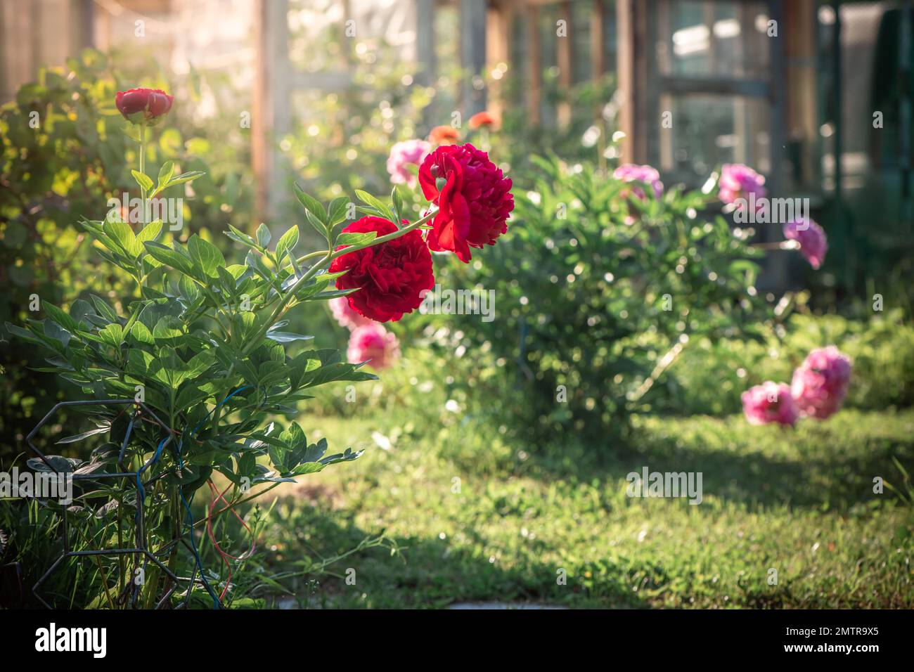 Red floral arrangement peonies hi-res stock photography and images - Alamy
