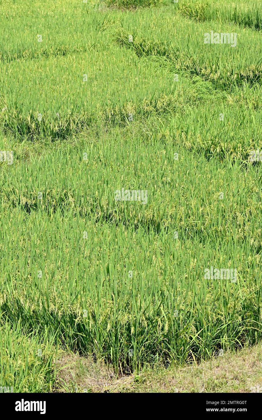 An aerial view of growing green paddy plants Stock Photo - Alamy