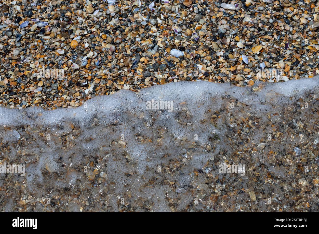 Sea shells on sand. Summer beach background. Top view Stock Photo - Alamy