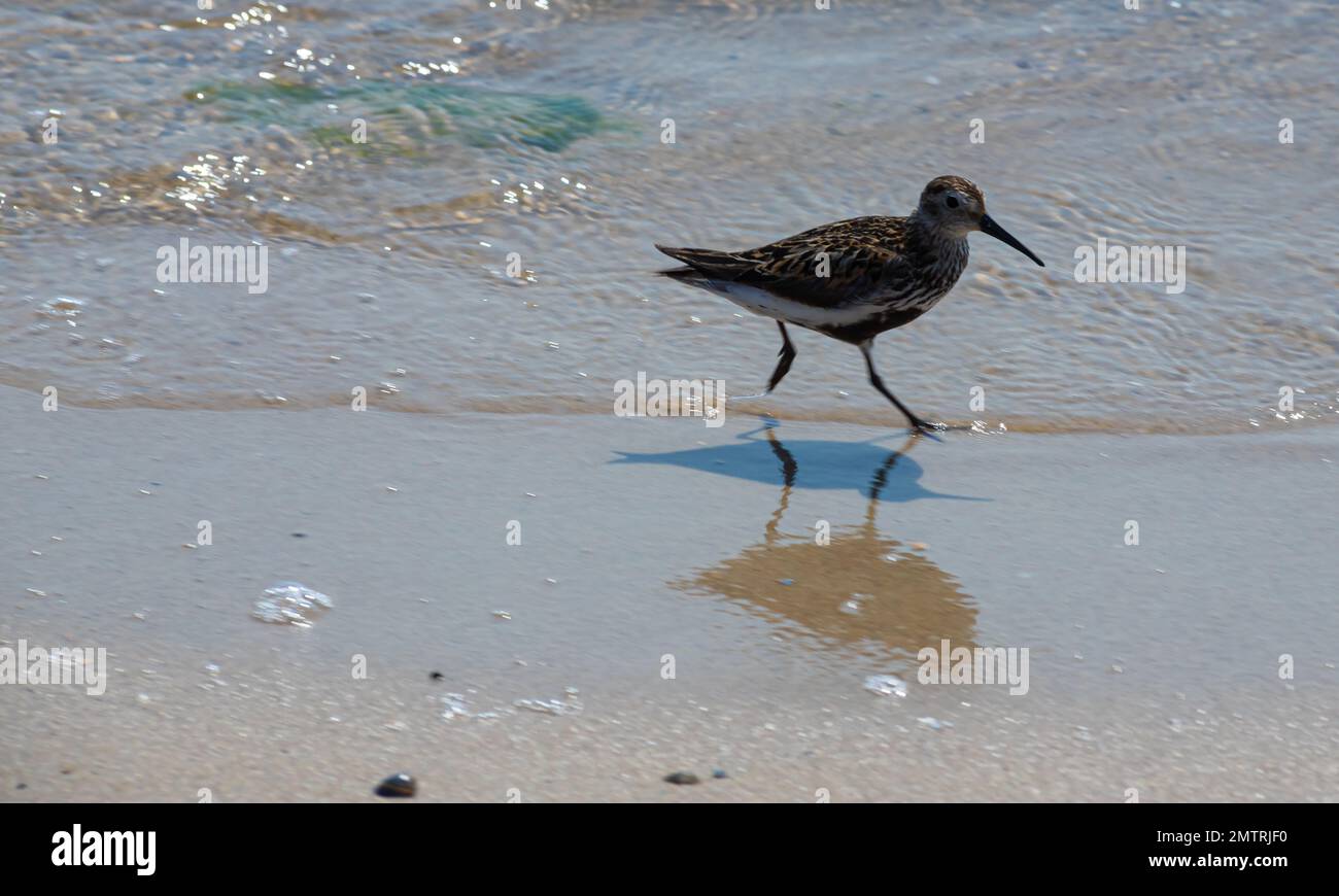 A Dunlin is walking on the beach. Also known as a Red-backed Sandpiper ...