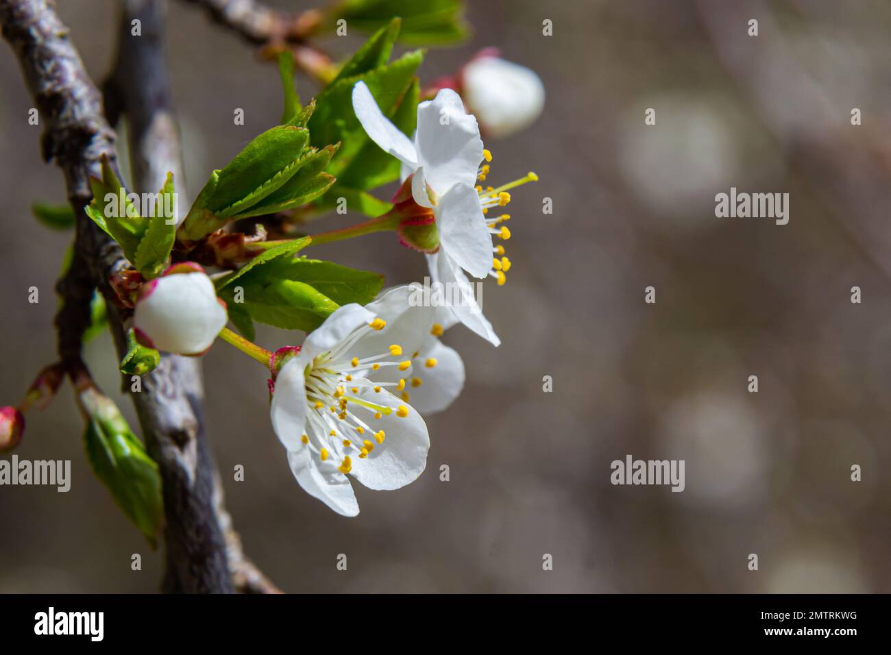Spring blossoms of Spreading Plum tree, Prunus divaricata, white ...