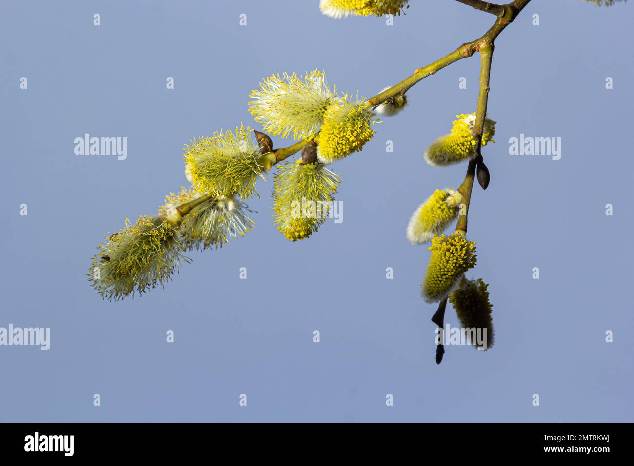 Willow, Salix caprea, branches with buds blossoming in early spring ...