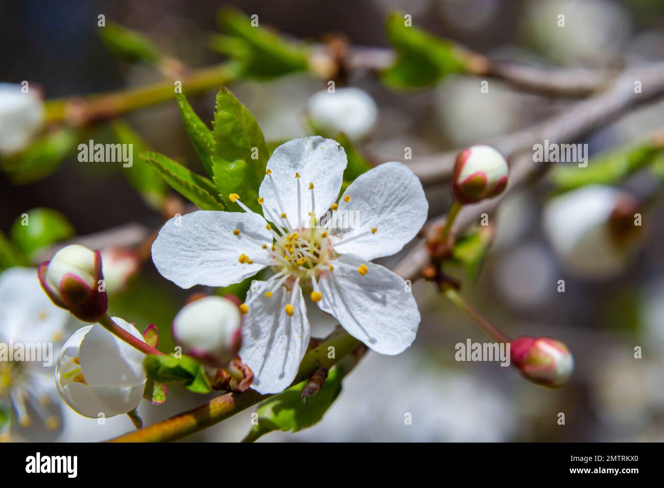 Spring blossoms of Spreading Plum tree, Prunus divaricata, white ...