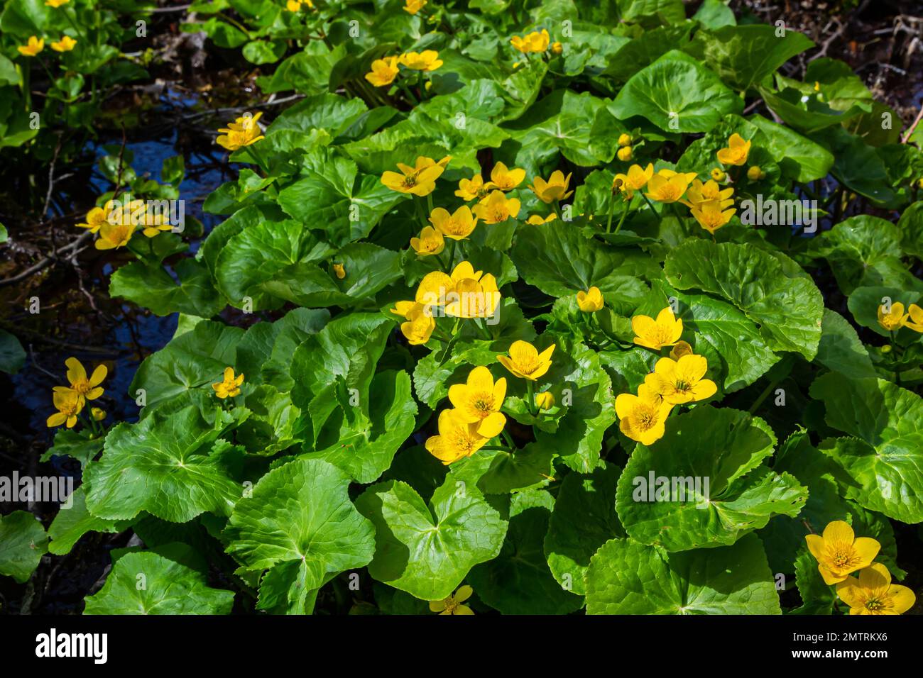In a swamp, in the alder forest blossom Caltha palustris Stock Photo ...