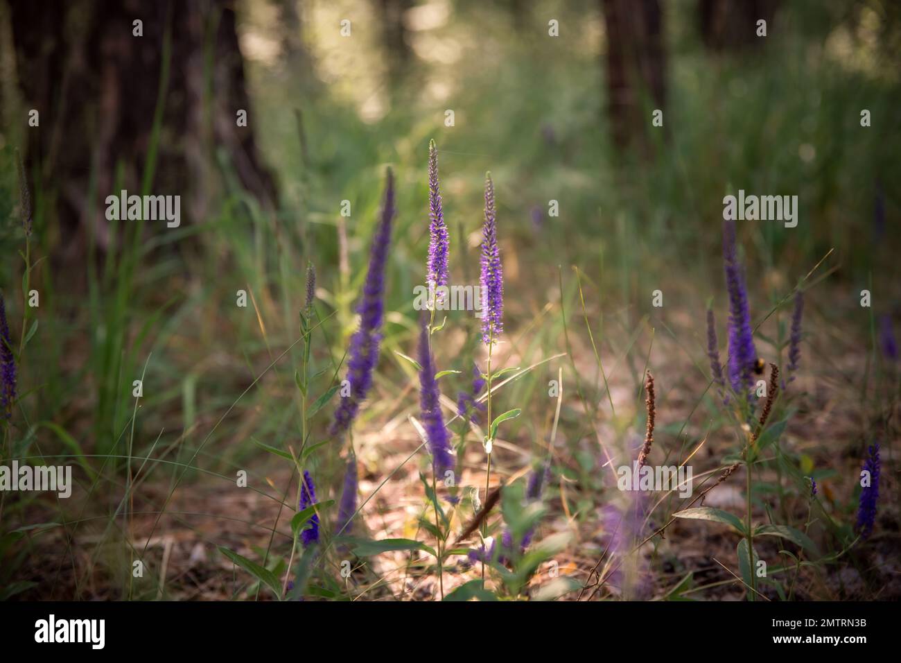 Veronicastrum Virginia blue in the forest Stock Photo - Alamy