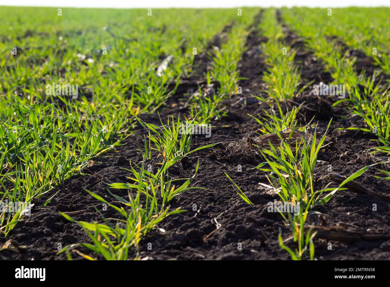 Young wheat seedlings growing in a soil. Agriculture and agronomy theme ...