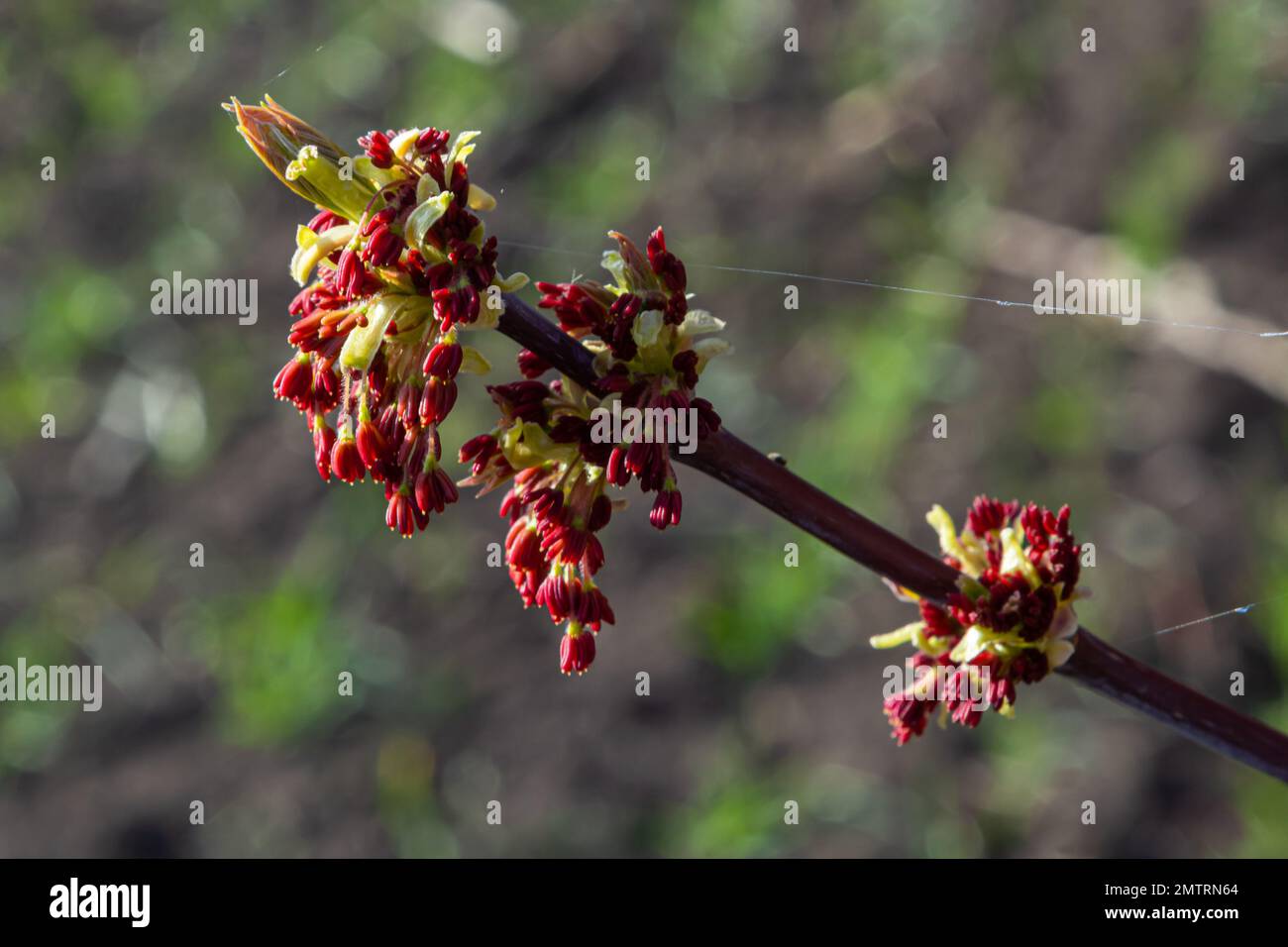Ashleaf maple hi-res stock photography and images - Alamy