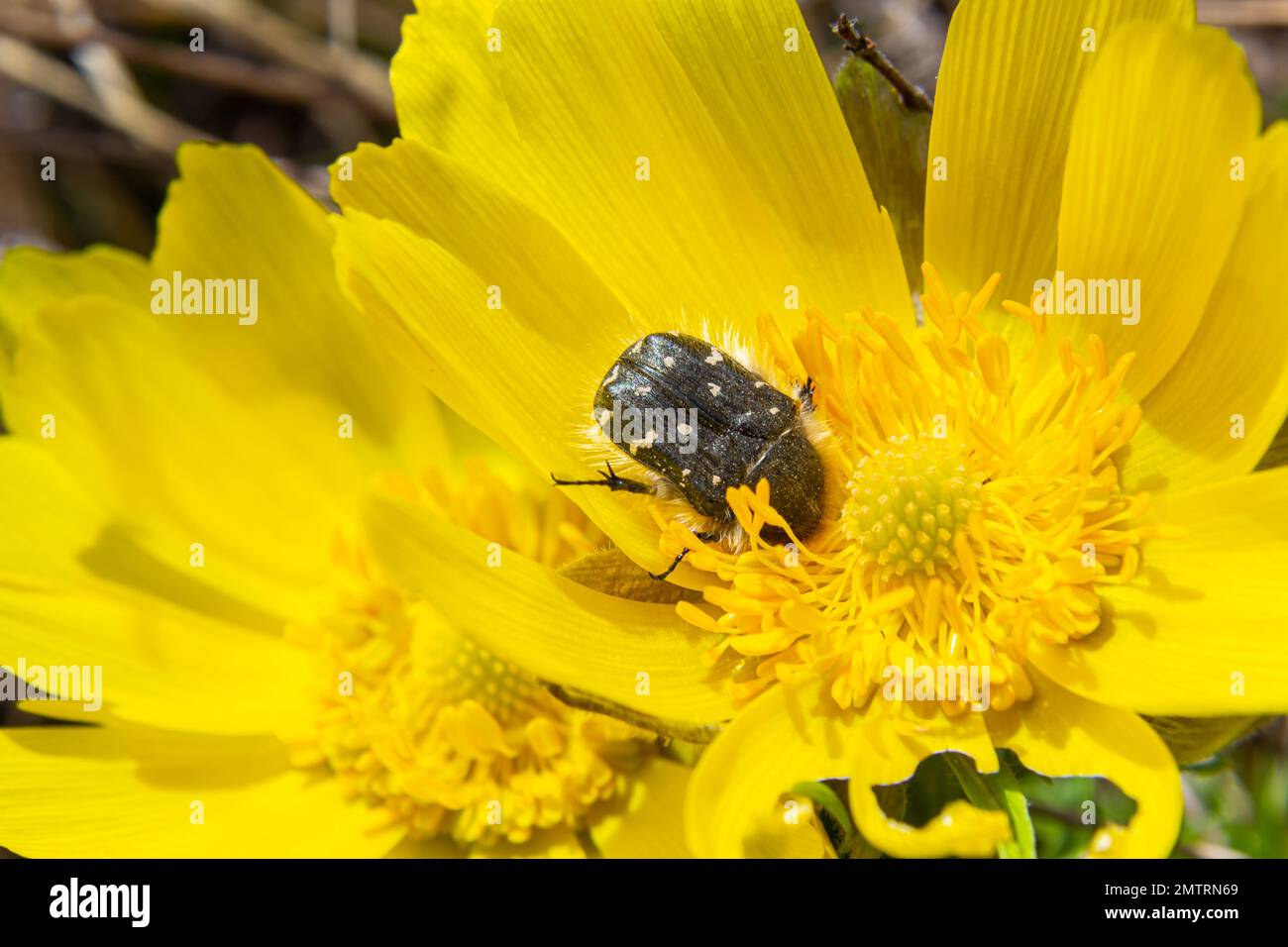 Oxythyrea funesta on blooming adonis flower, Spring background, honey ...