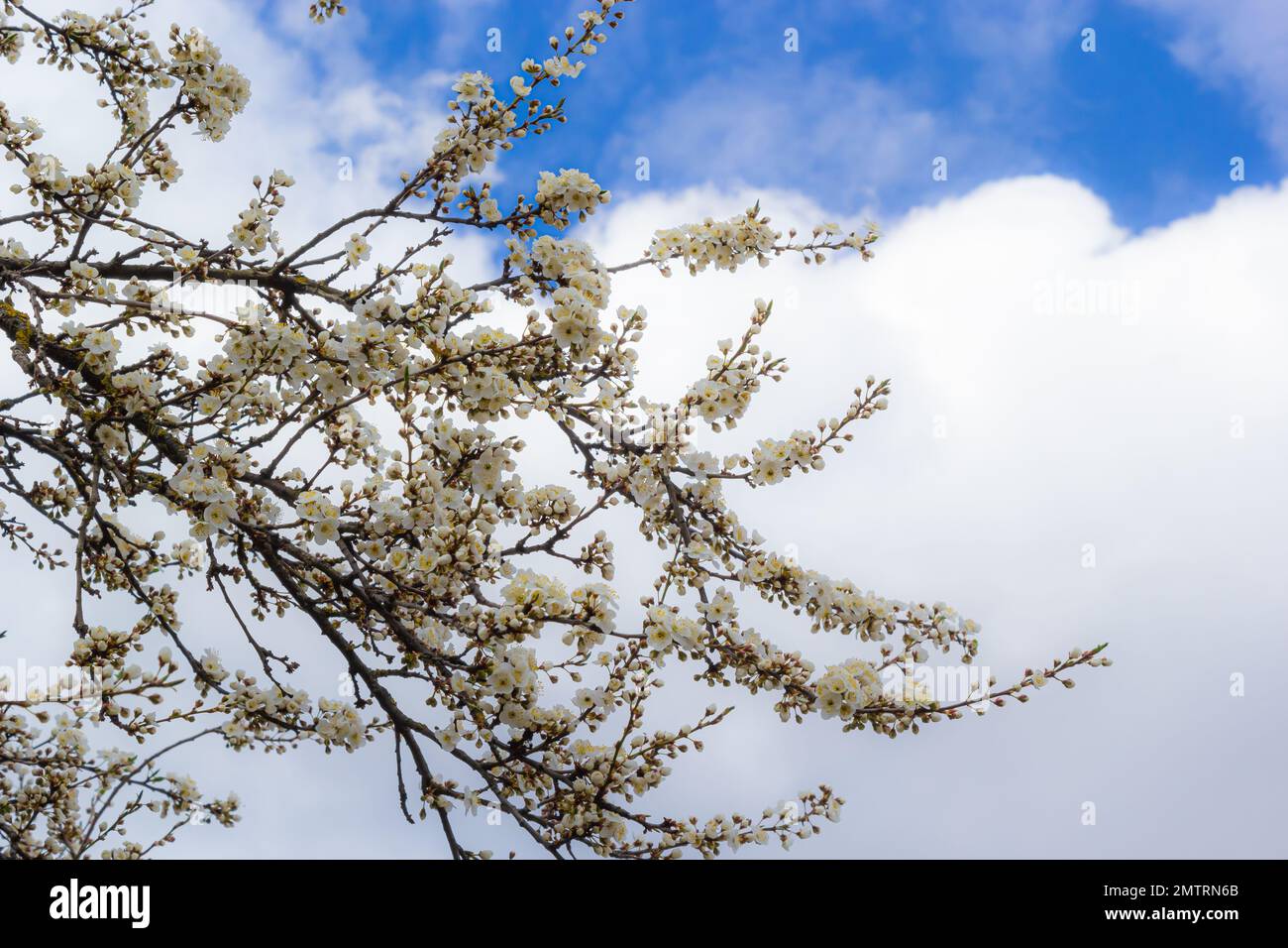 Prunus Cerasifera Blooming white plum tree. White flowers of Prunus ...