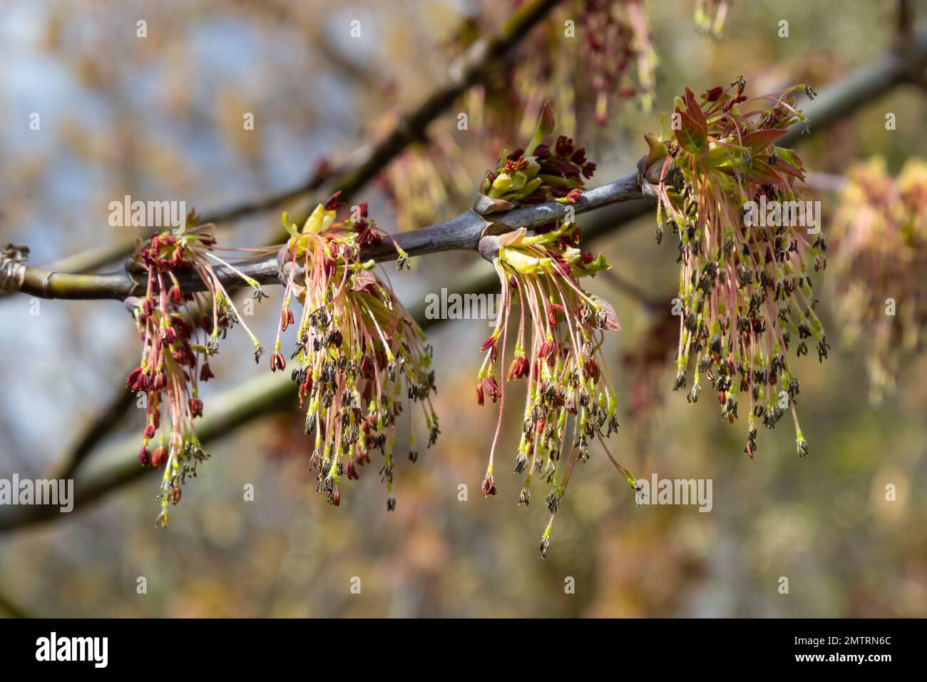 Young Maple leaves in spring,common name as Acer is a genus of trees ...