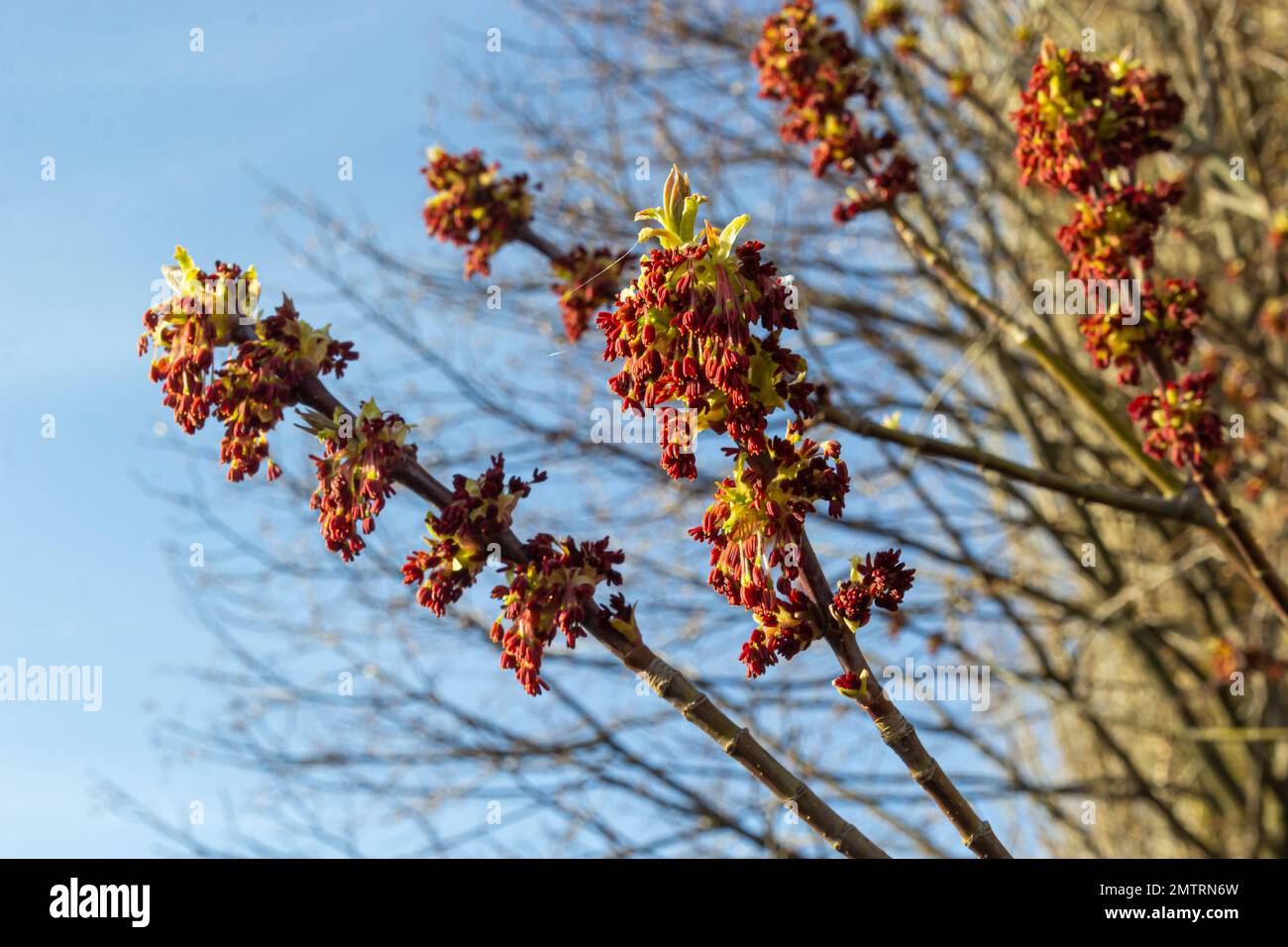 Ash-leaved maple, Acer negundo, Manitoba maple, maple ash. Flowering ...