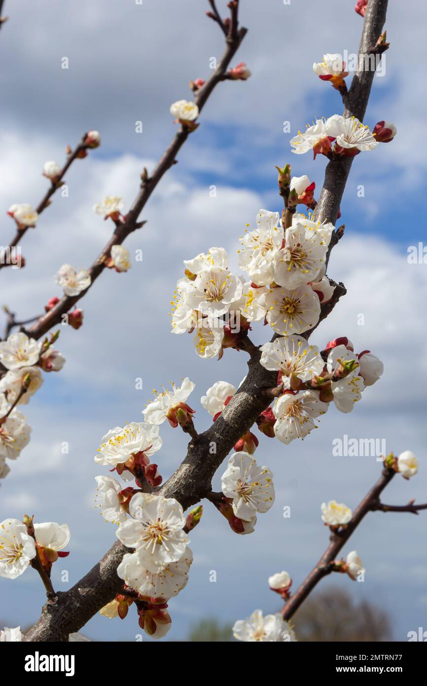Beautiful white apricot tree blossoms in a spring garden. Apricot tree ...